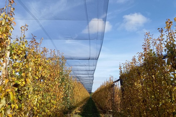 Anti Hail Netting Factory & Supplier in China - BN Netting