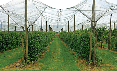 Anti Hail Netting Factory & Supplier in China - BN Netting